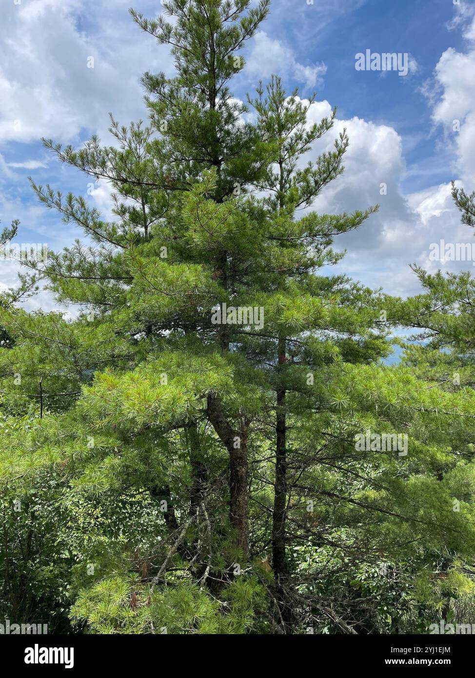 eastern white pine (Pinus strobus Stock Photo - Alamy