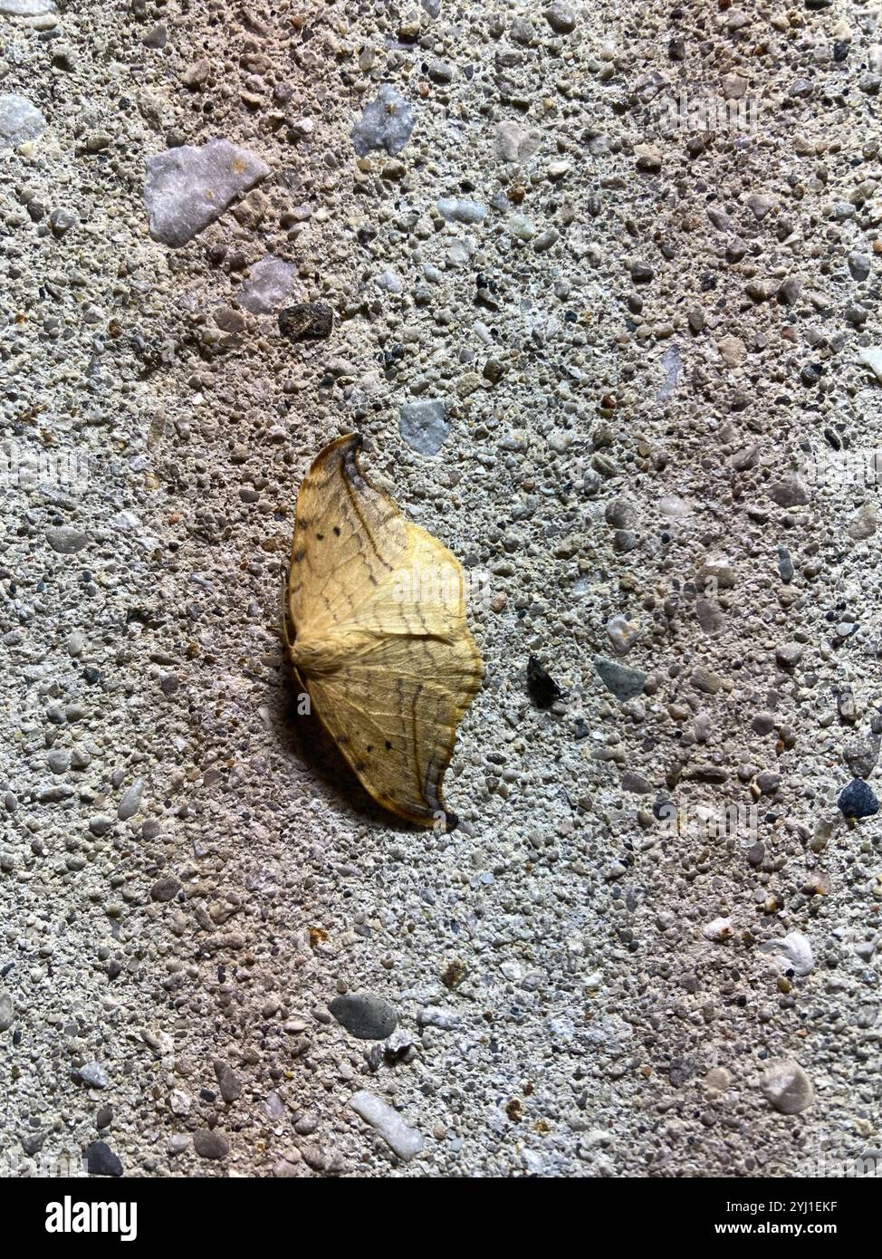 Drepana arcuata hi-res stock photography and images - Alamy