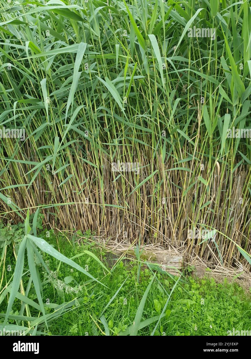 common reed (Phragmites australis Stock Photo - Alamy