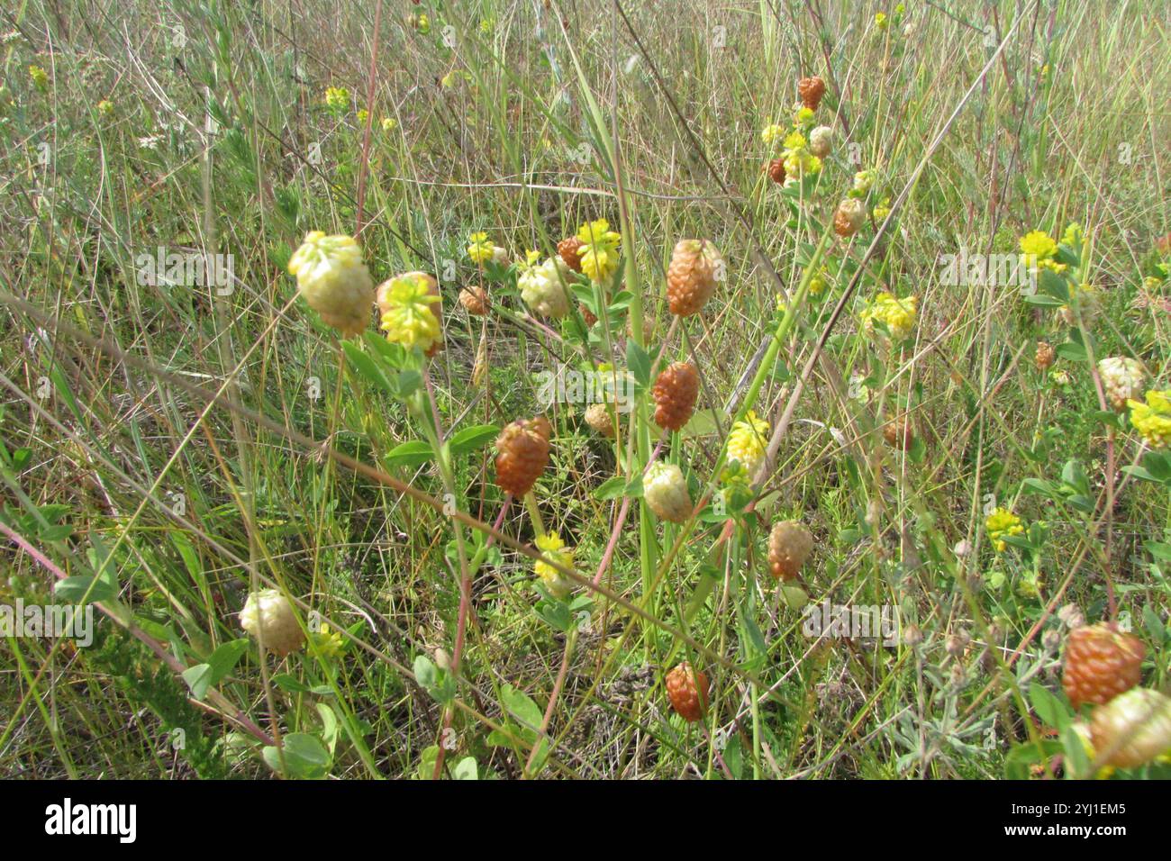 Trifolium aureum hi-res stock photography and images - Alamy
