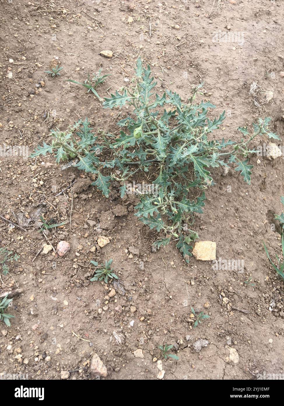Cutleaf Nightshade (Solanum triflorum Stock Photo - Alamy