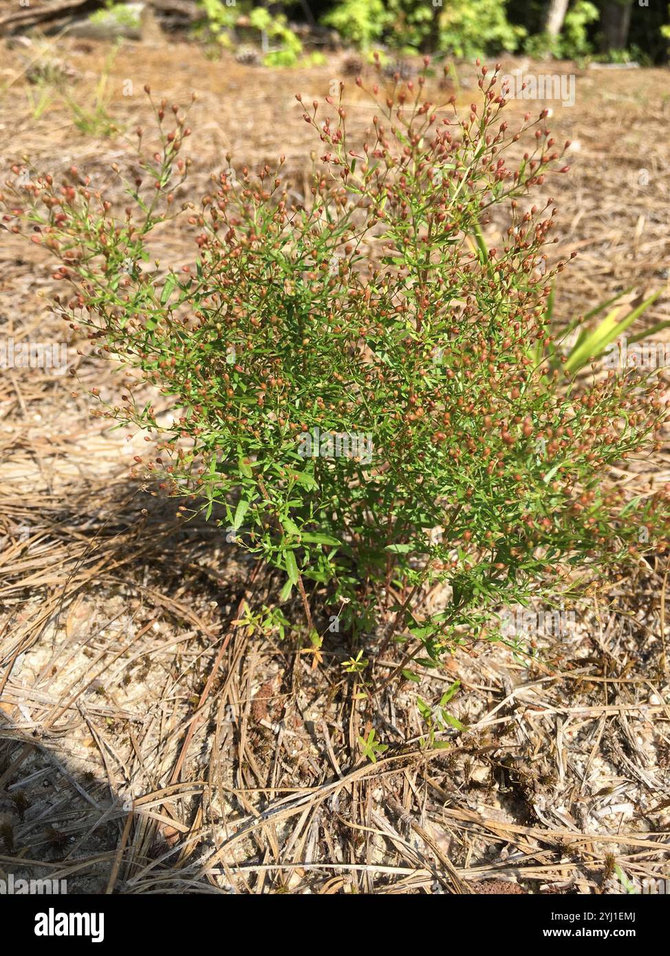 Lechea racemulosa hi-res stock photography and images - Alamy