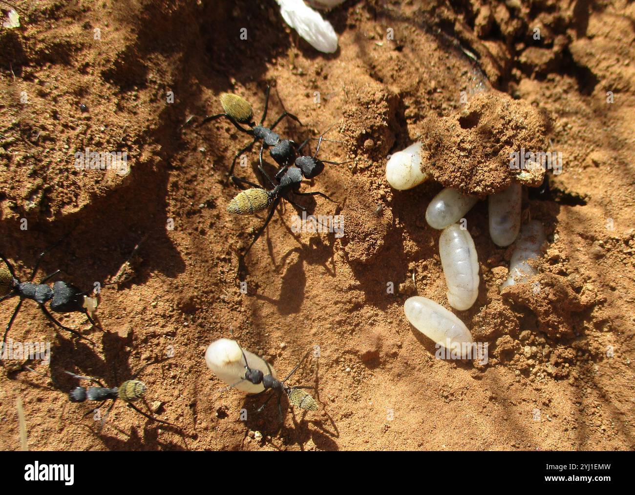 Balbyter ant hi-res stock photography and images - Alamy