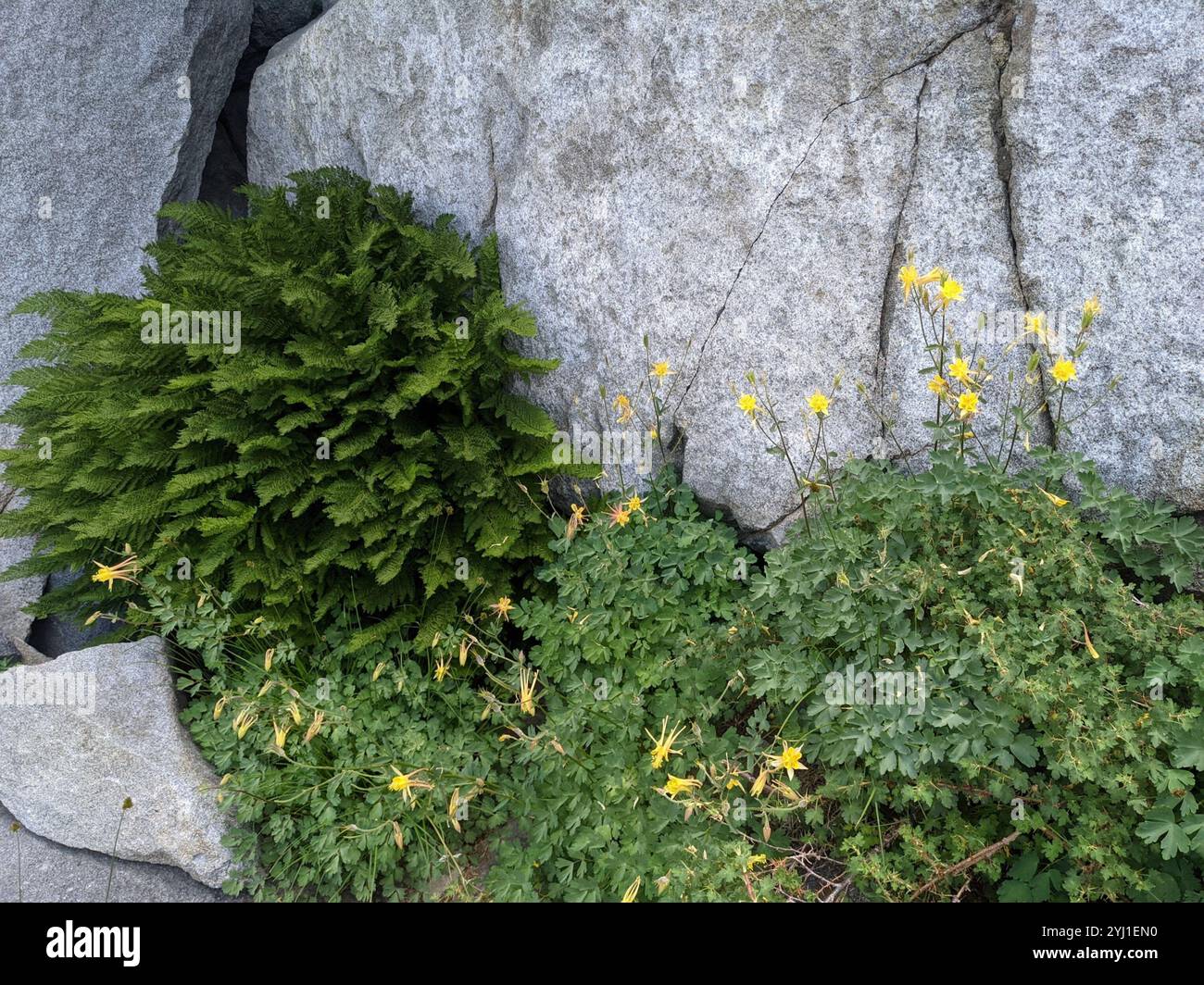 Sierra Columbine (Aquilegia pubescens Stock Photo - Alamy