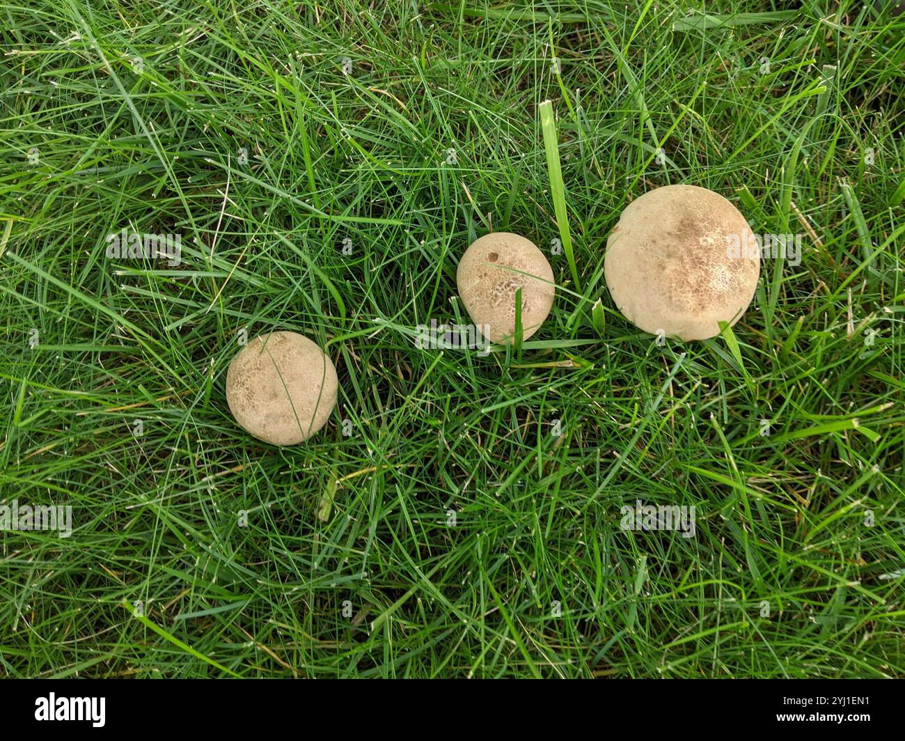 Caloboletus hi-res stock photography and images - Alamy