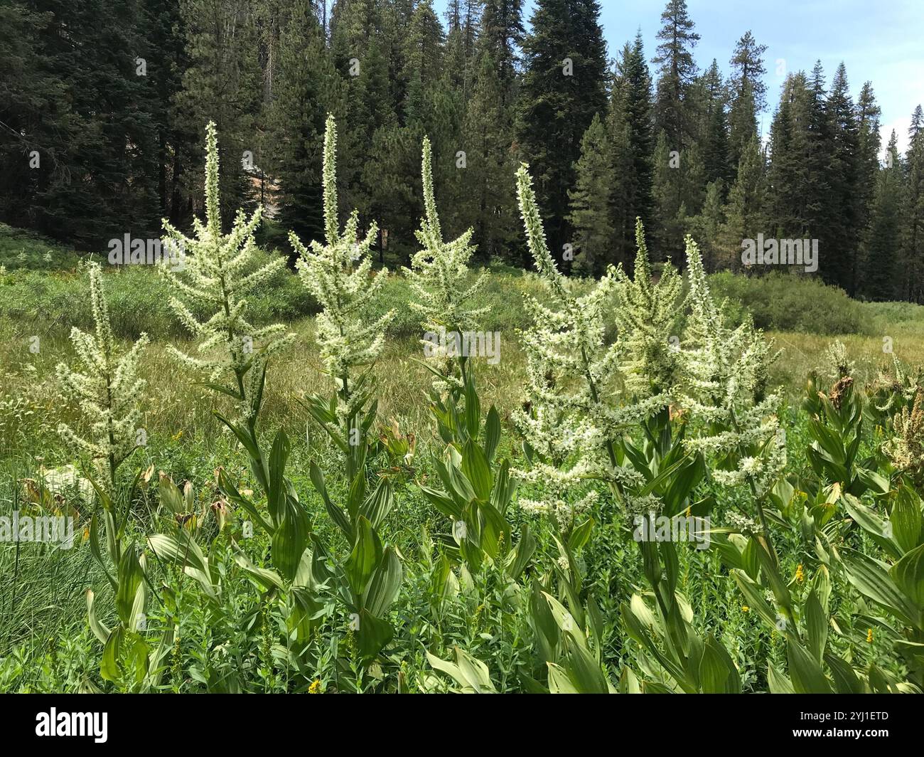 Corn Lily (Veratrum californicum Stock Photo - Alamy