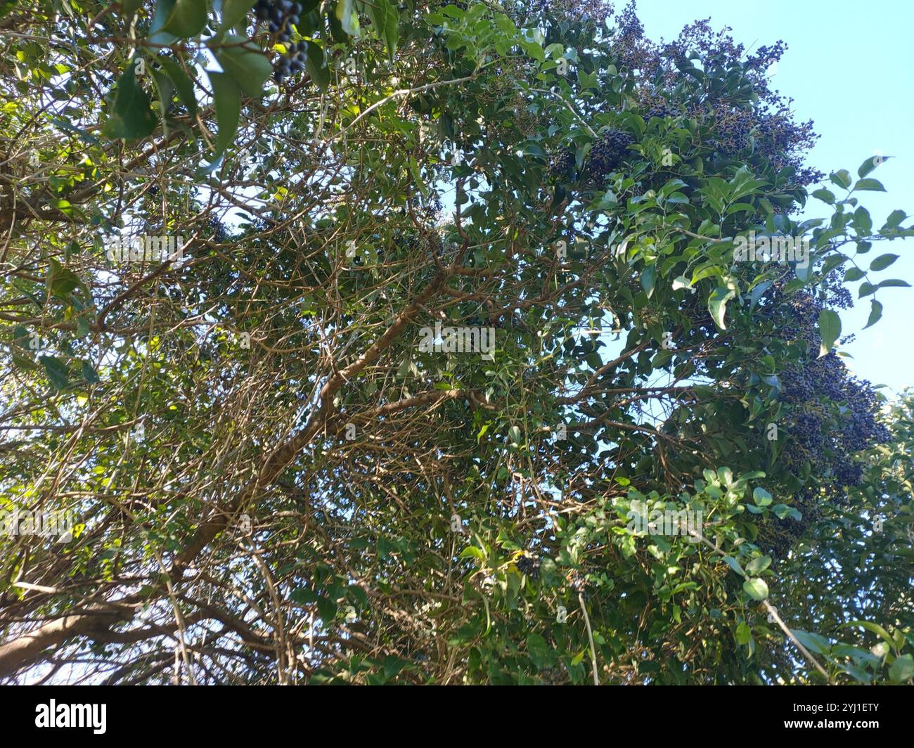 Eastern Australian Figbird (Sphecotheres vieilloti vieilloti Stock ...
