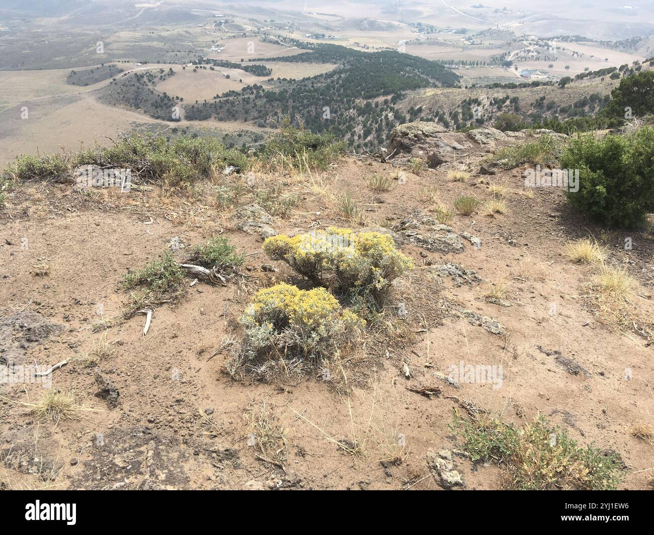 Spineless Horsebrush (Tetradymia canescens Stock Photo - Alamy