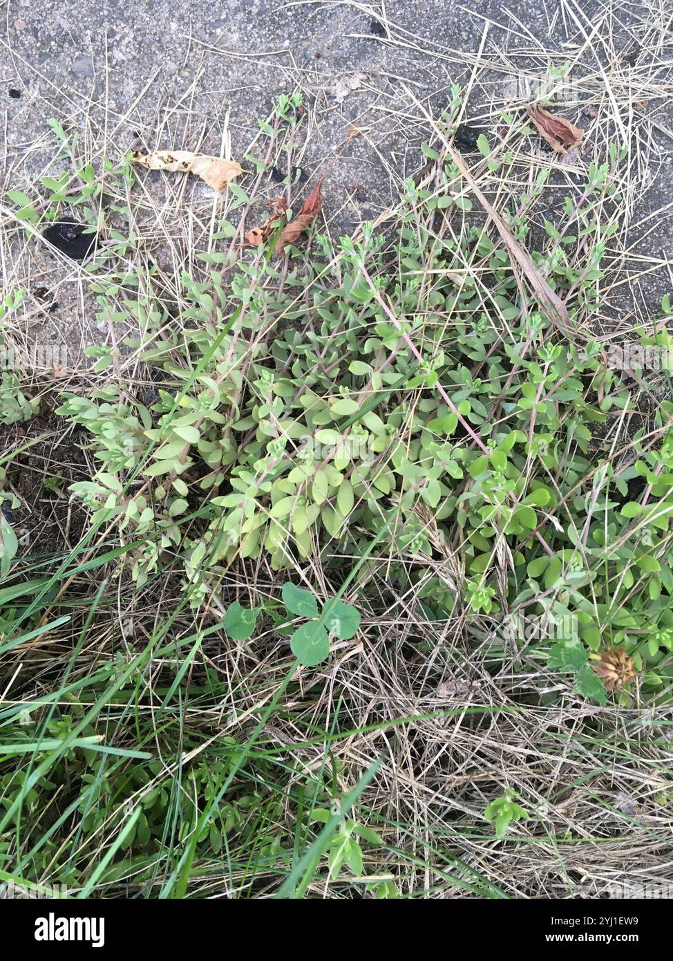 Stringy Stonecrop (Sedum sarmentosum Stock Photo - Alamy