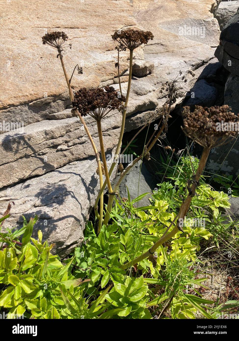 sea-watch (Angelica lucida Stock Photo - Alamy