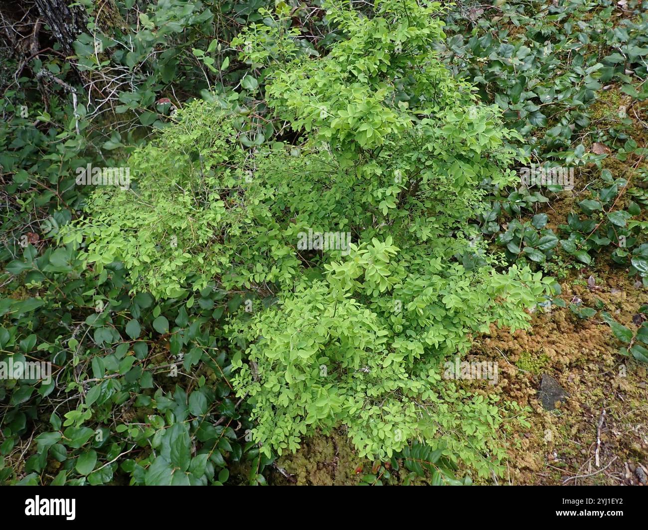 Red Huckleberry (Vaccinium parvifolium Stock Photo - Alamy