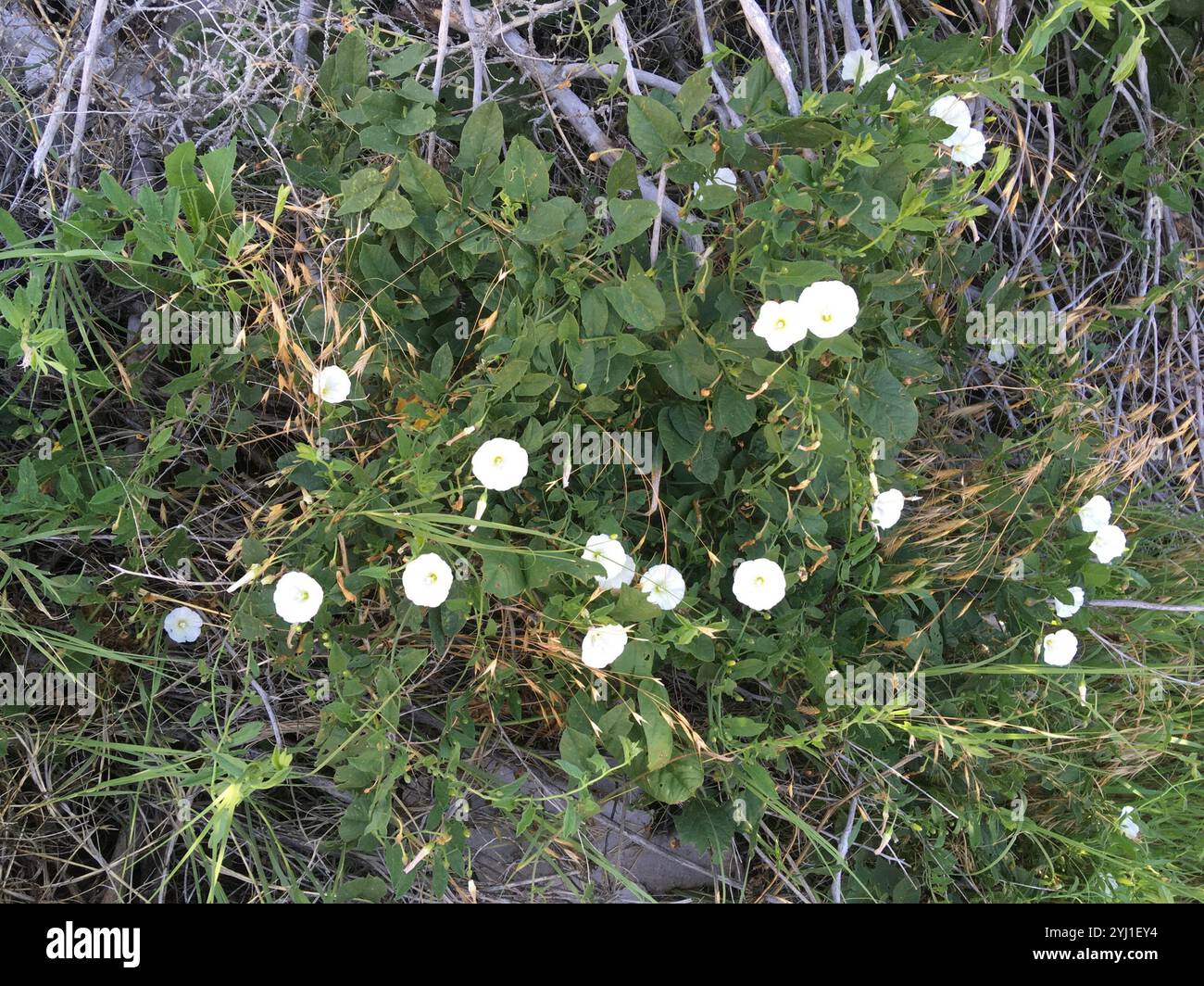 field bindweed (Convolvulus arvensis Stock Photo - Alamy