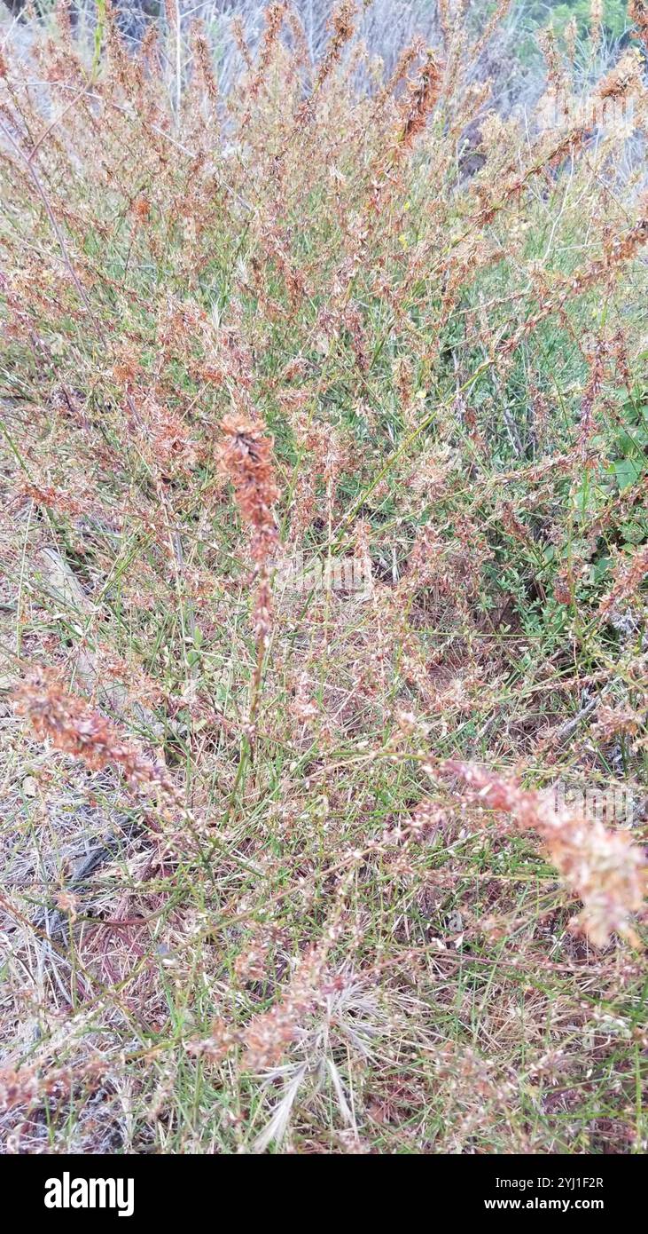 California dodder hi-res stock photography and images - Alamy