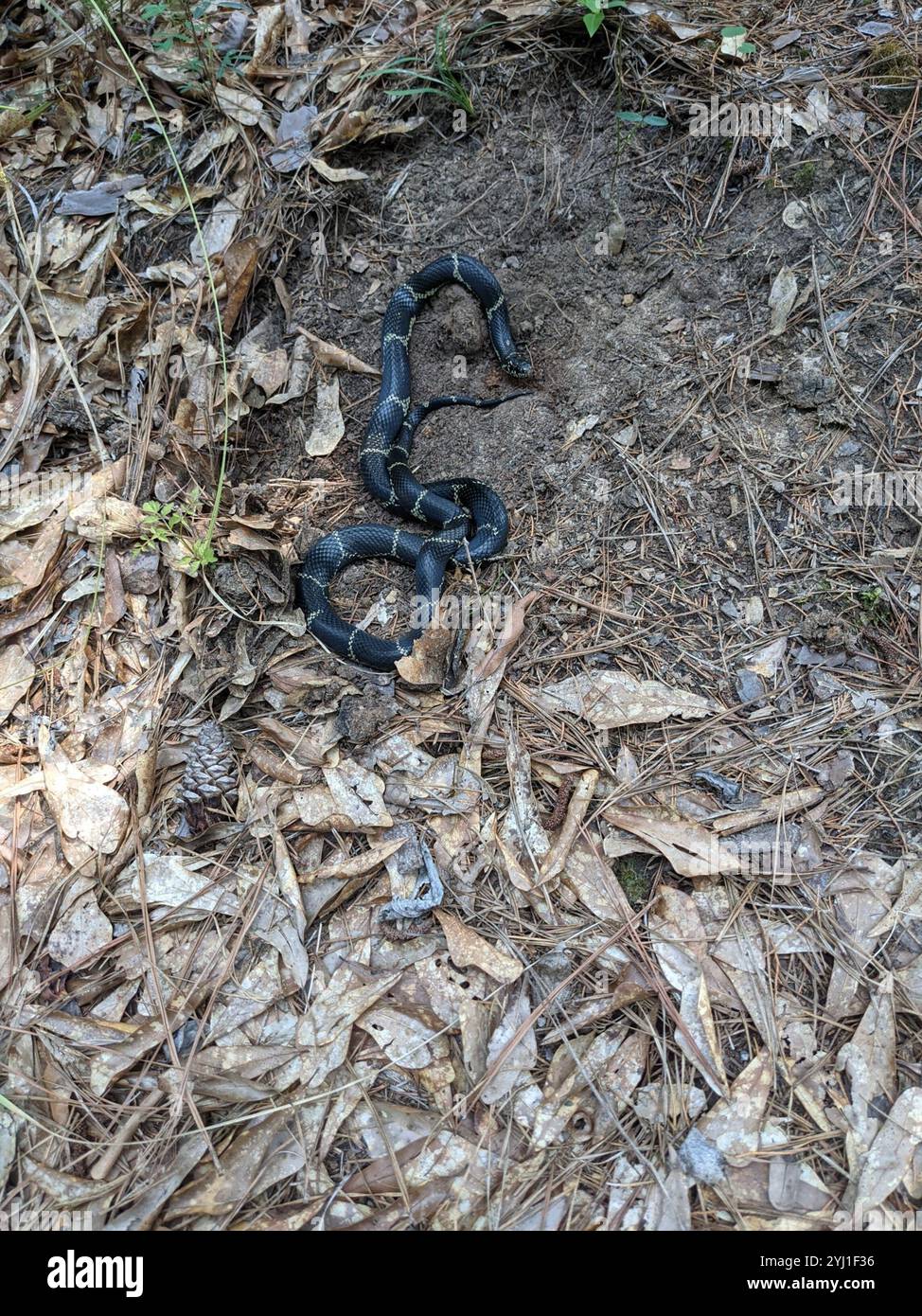 Eastern Kingsnake (Lampropeltis getula Stock Photo - Alamy