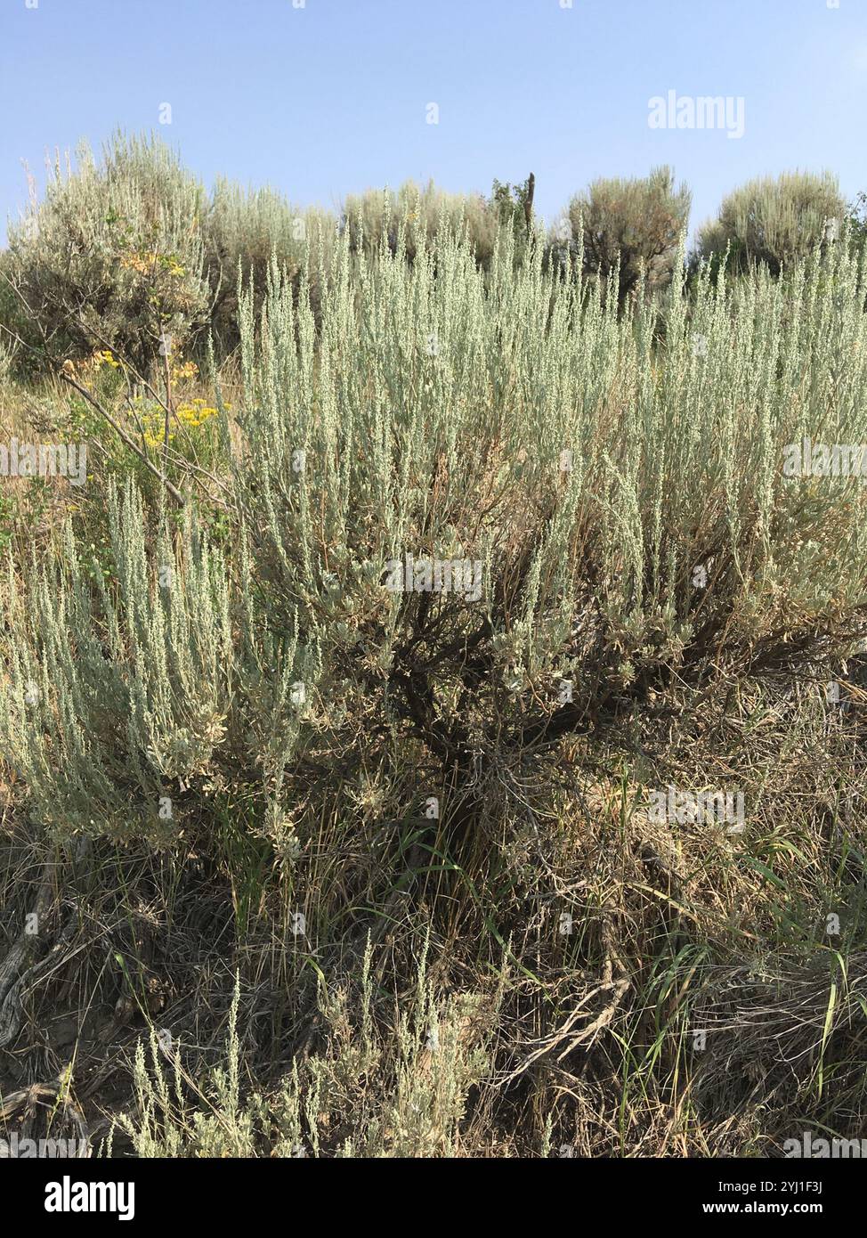 Big Sagebrush (Artemisia tridentata Stock Photo - Alamy