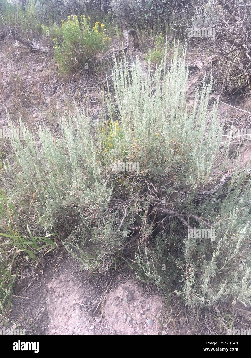 Big Sagebrush (Artemisia tridentata Stock Photo - Alamy