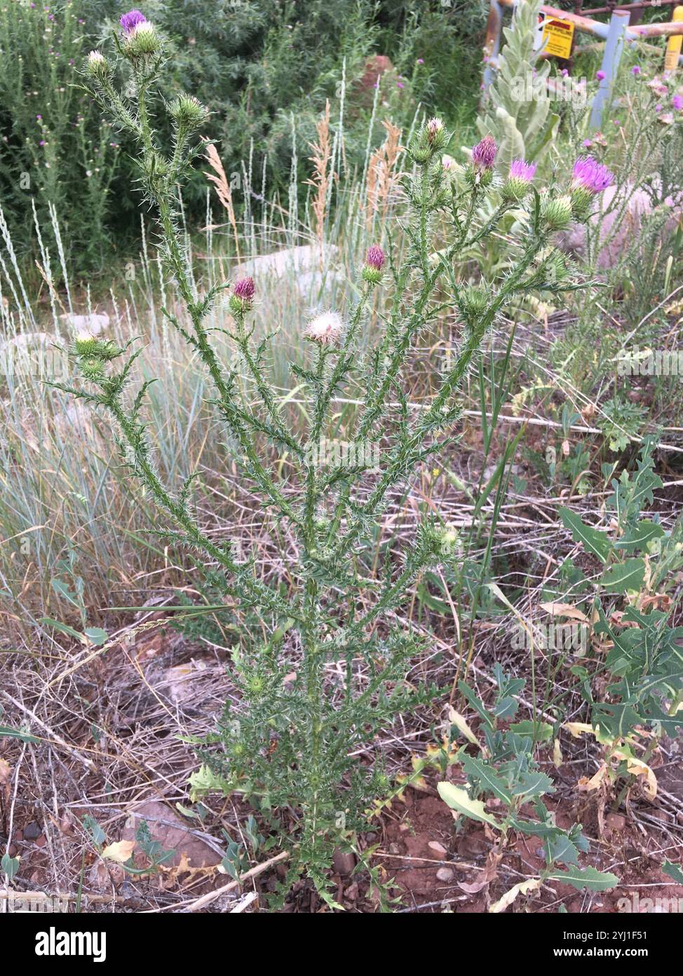 Broad winged thistle hi-res stock photography and images - Alamy