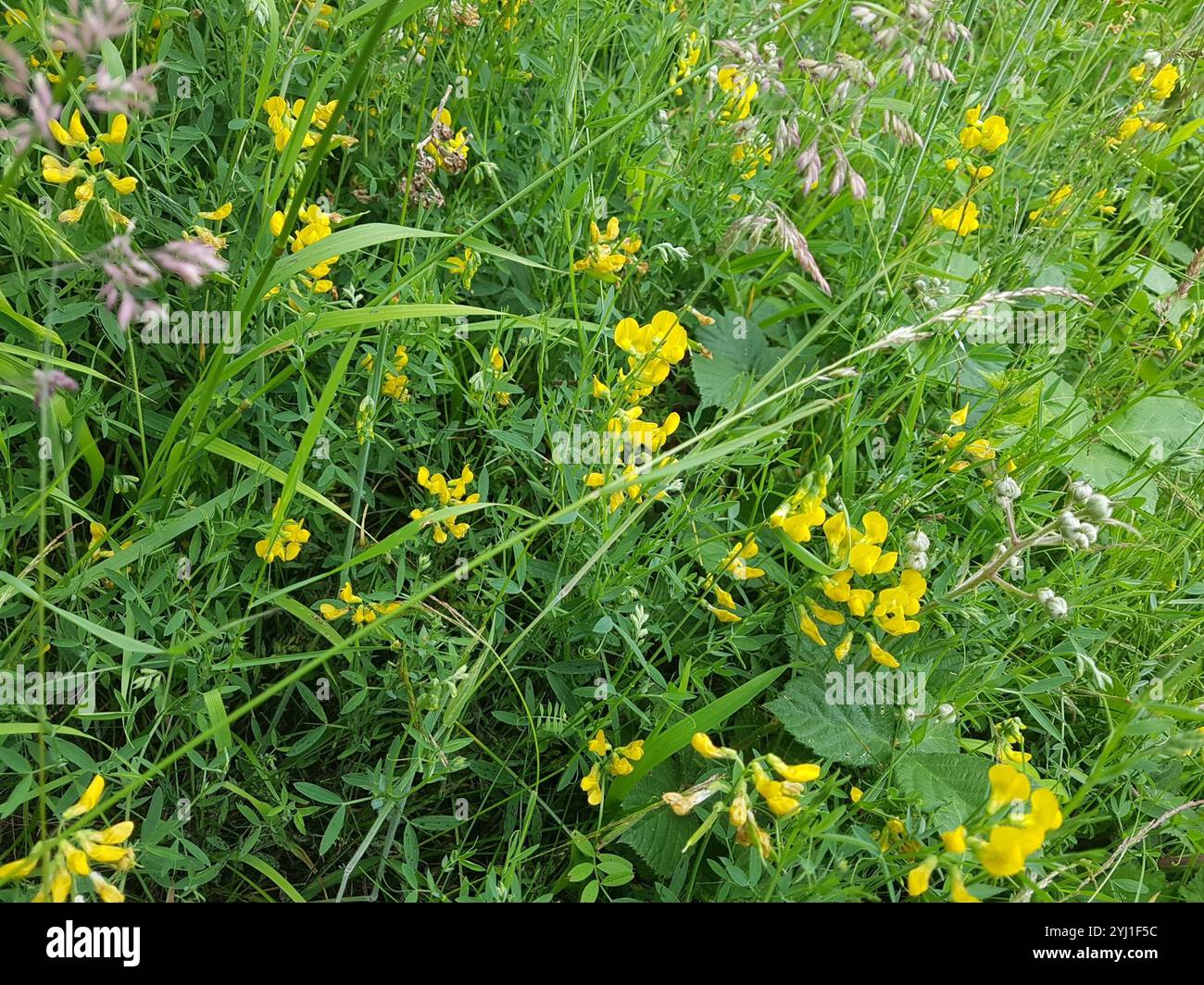meadow pea (Lathyrus pratensis Stock Photo - Alamy