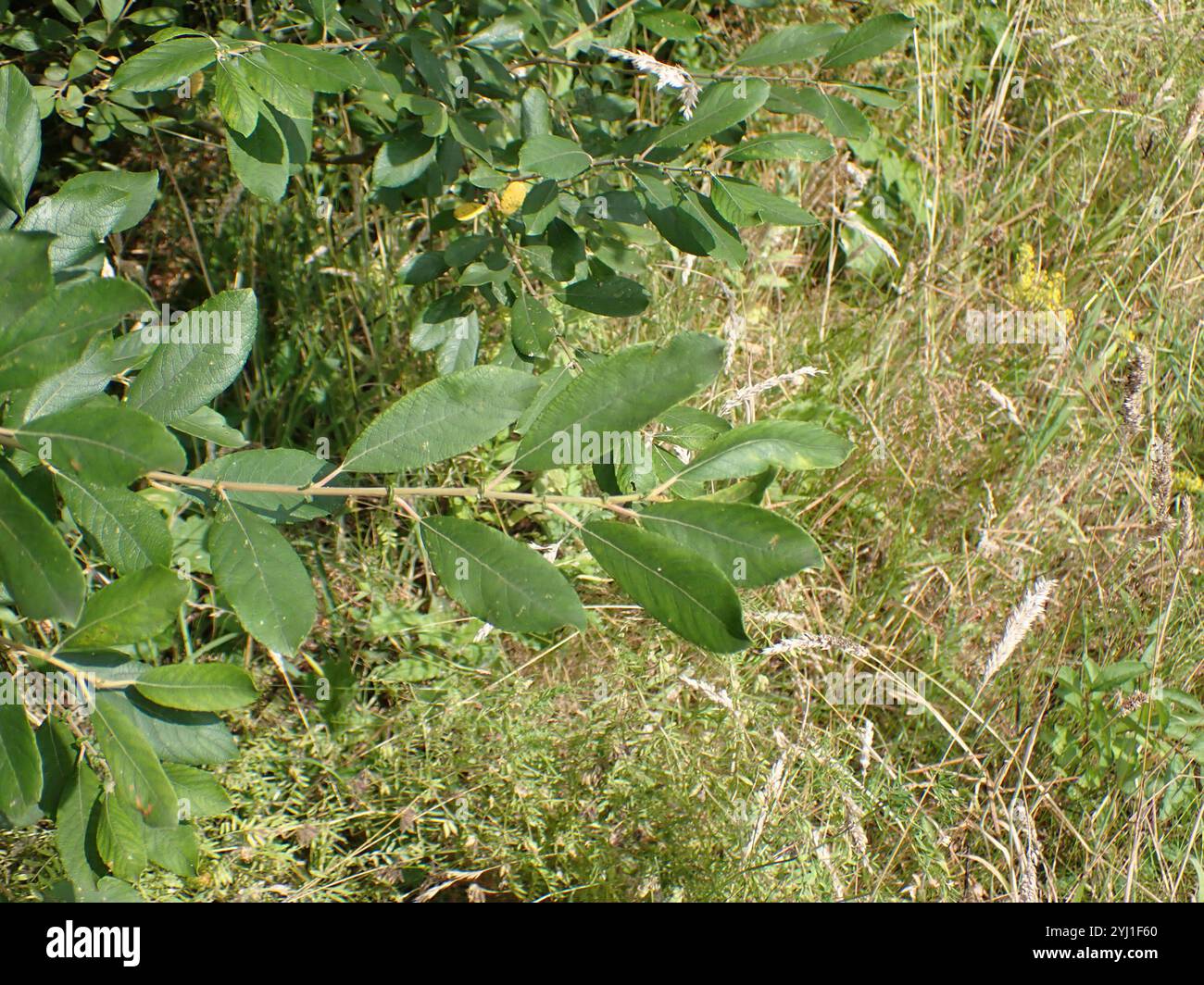 Grey Willow (Salix cinerea Stock Photo - Alamy
