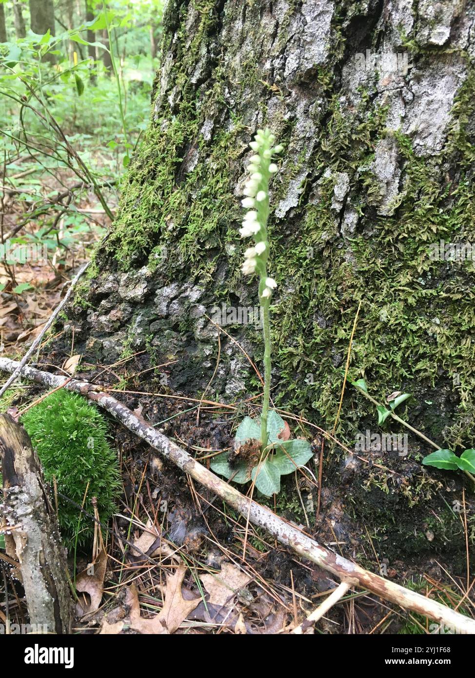 checkered rattlesnake plantain (Goodyera tesselata Stock Photo - Alamy