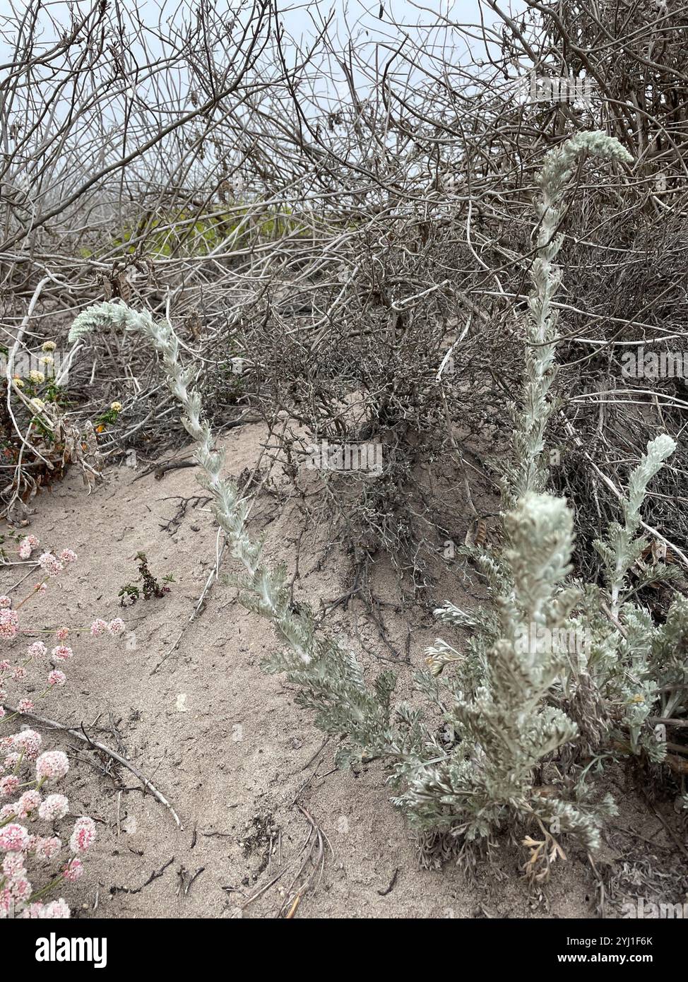 coastal sagewort (Artemisia pycnocephala Stock Photo - Alamy