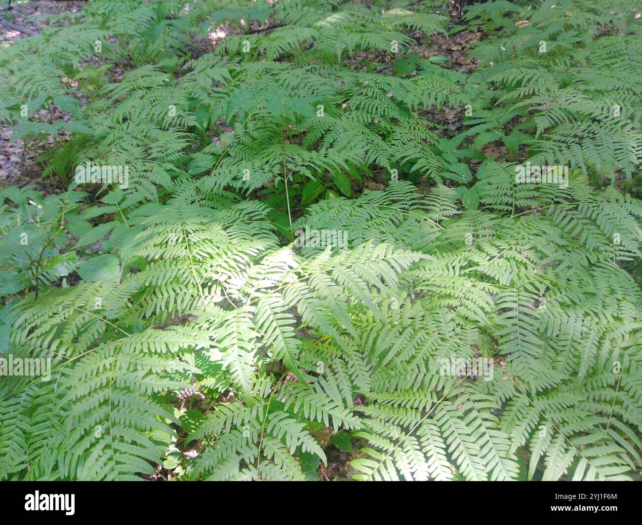 pinewood bracken (Pteridium pinetorum Stock Photo - Alamy