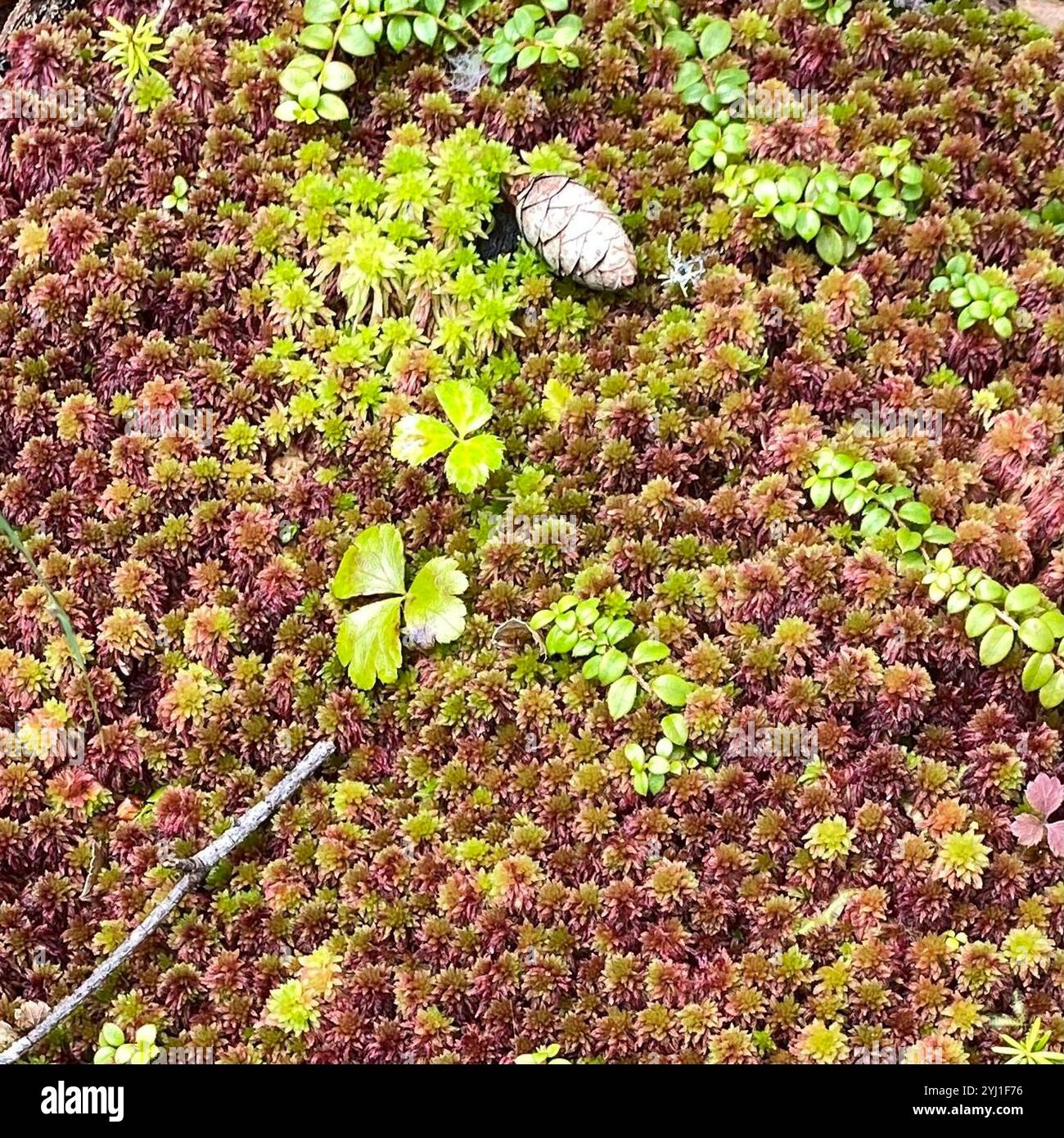 threeleaf goldthread (Coptis trifolia Stock Photo - Alamy