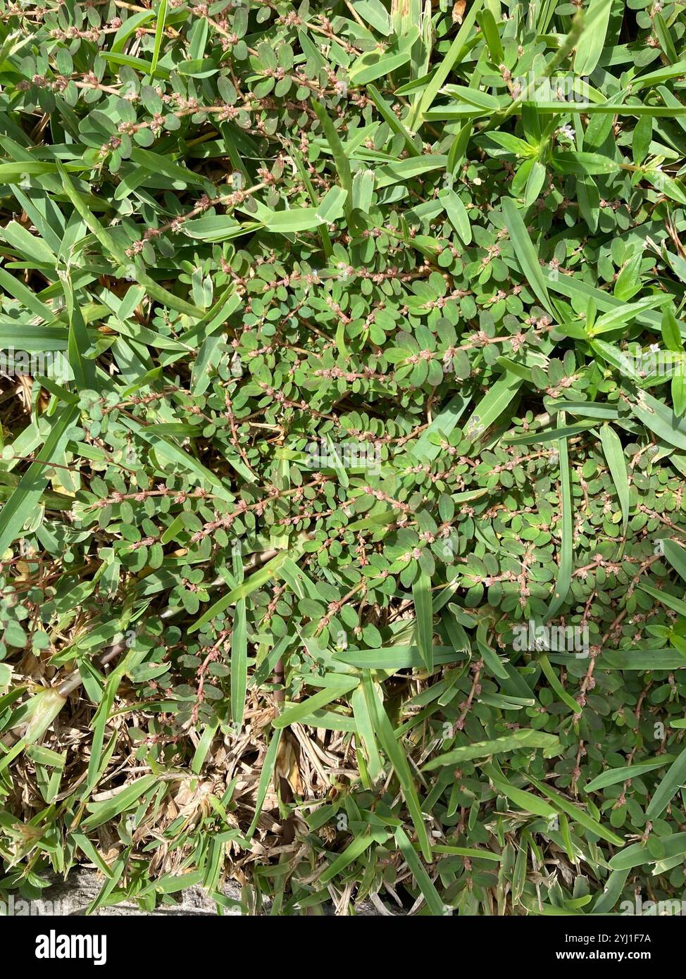 Red Caustic-creeper (Euphorbia thymifolia Stock Photo - Alamy