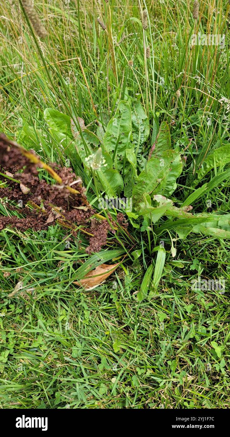 Clustered Dock (Rumex conglomeratus Stock Photo - Alamy