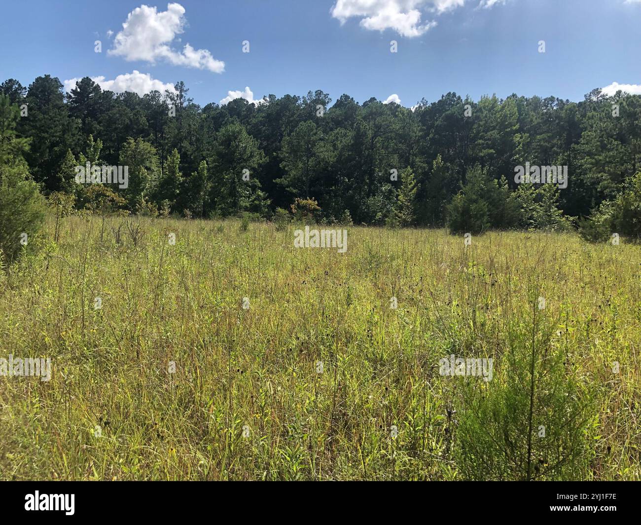 Chickasaw plum (Prunus angustifolia Stock Photo - Alamy