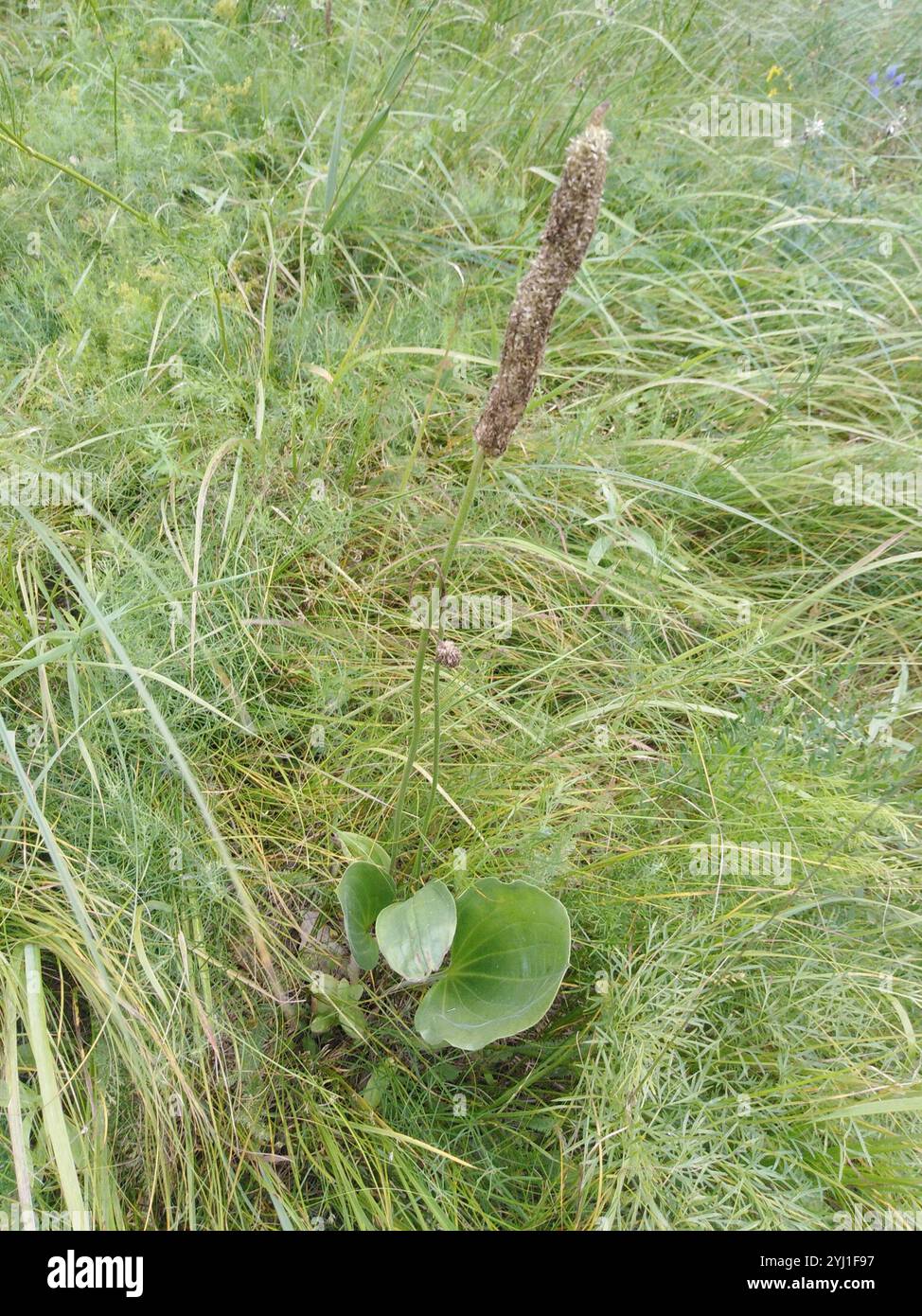 Plantago maxima hi-res stock photography and images - Alamy