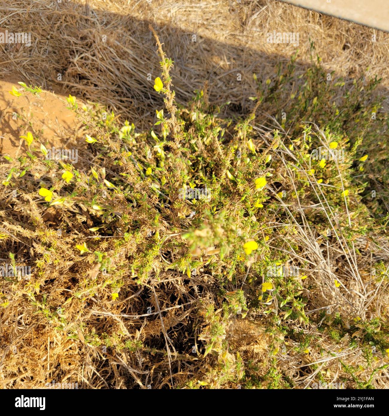 yellow restharrow (Ononis natrix Stock Photo - Alamy