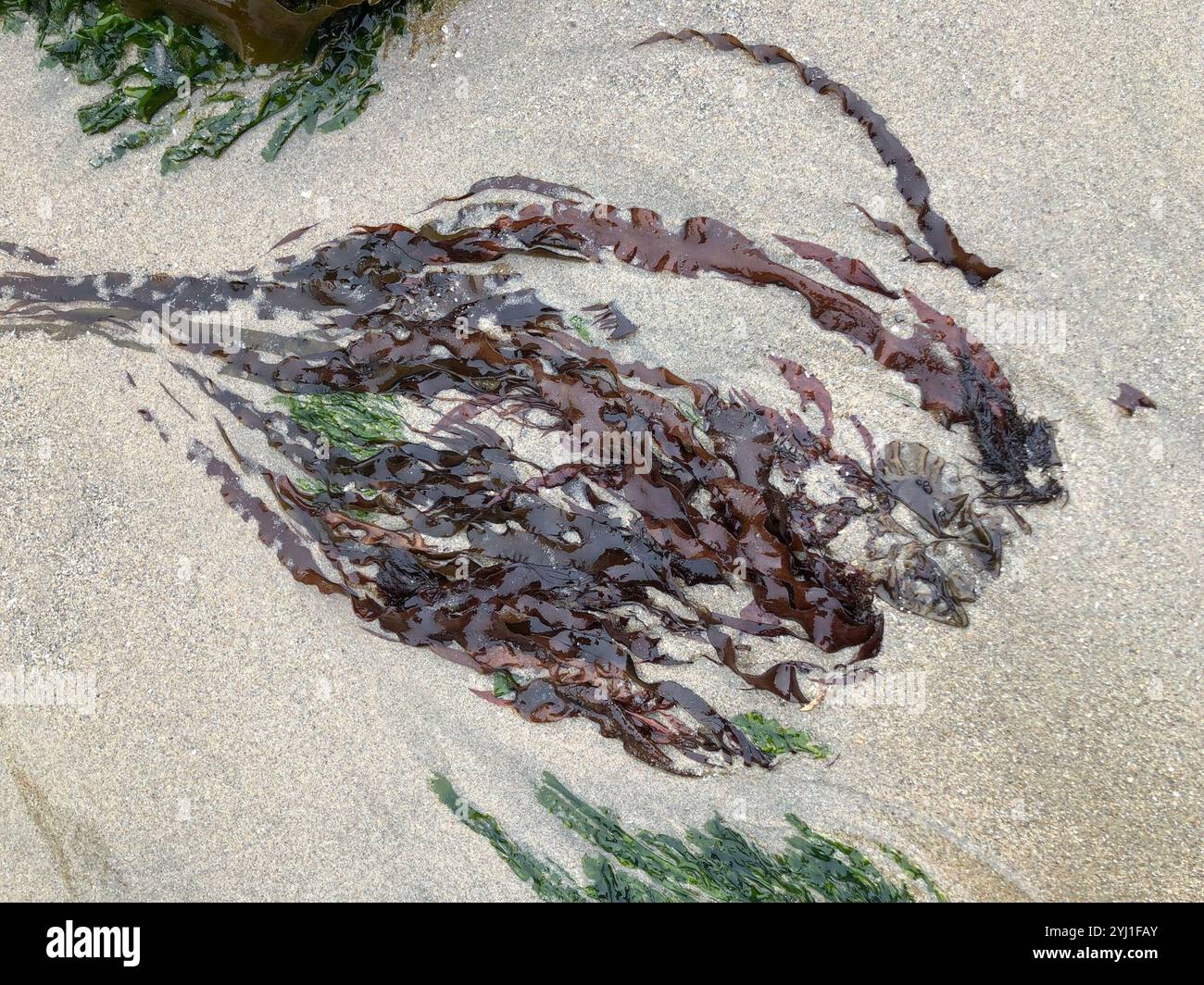 red algae (Rhodophyta Stock Photo - Alamy