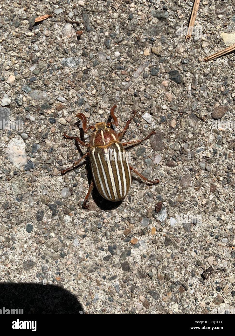 Lined June Beetles (Polyphylla Stock Photo - Alamy