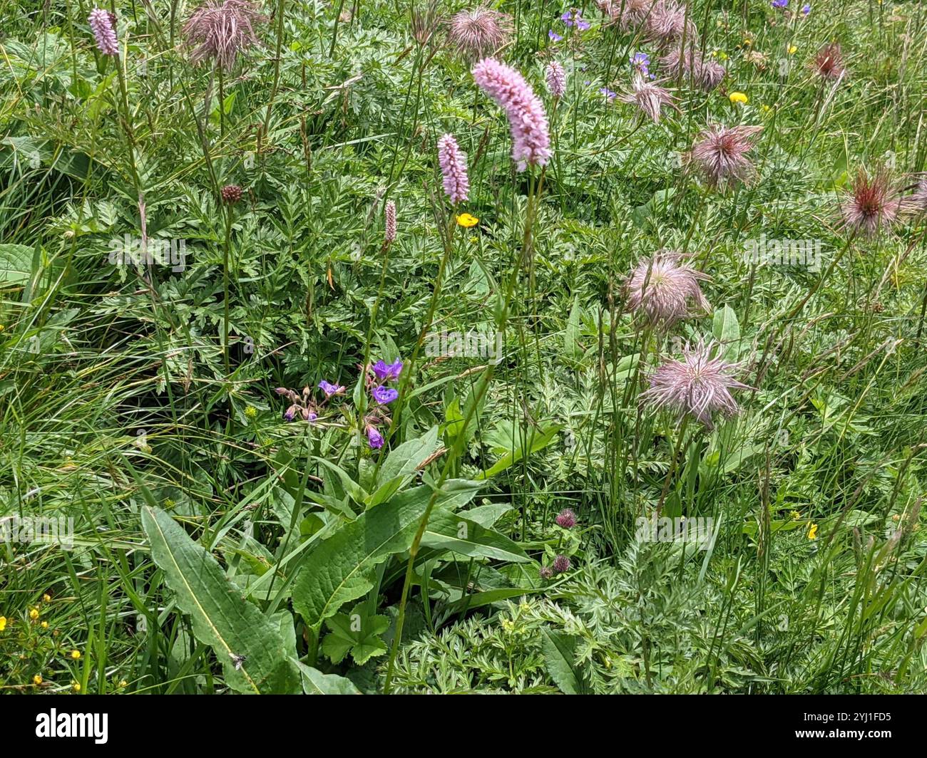 common bistort (Bistorta officinalis Stock Photo - Alamy