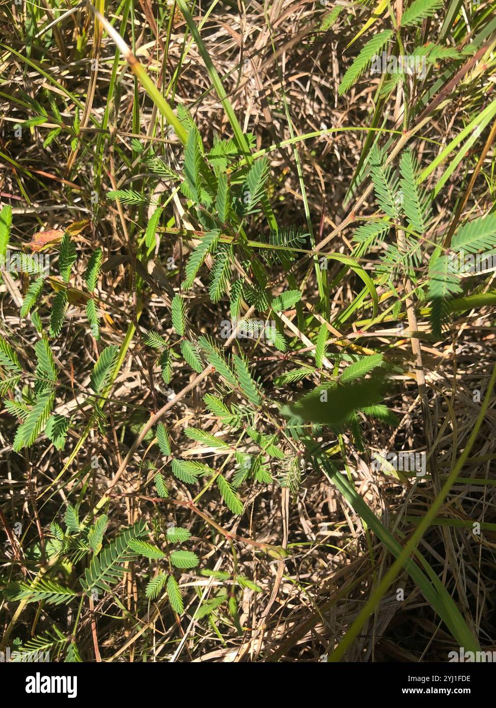 Yellow Puff (Neptunia lutea Stock Photo - Alamy