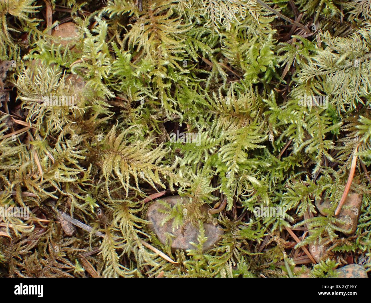 Oregon Beaked Moss (Kindbergia oregana Stock Photo - Alamy