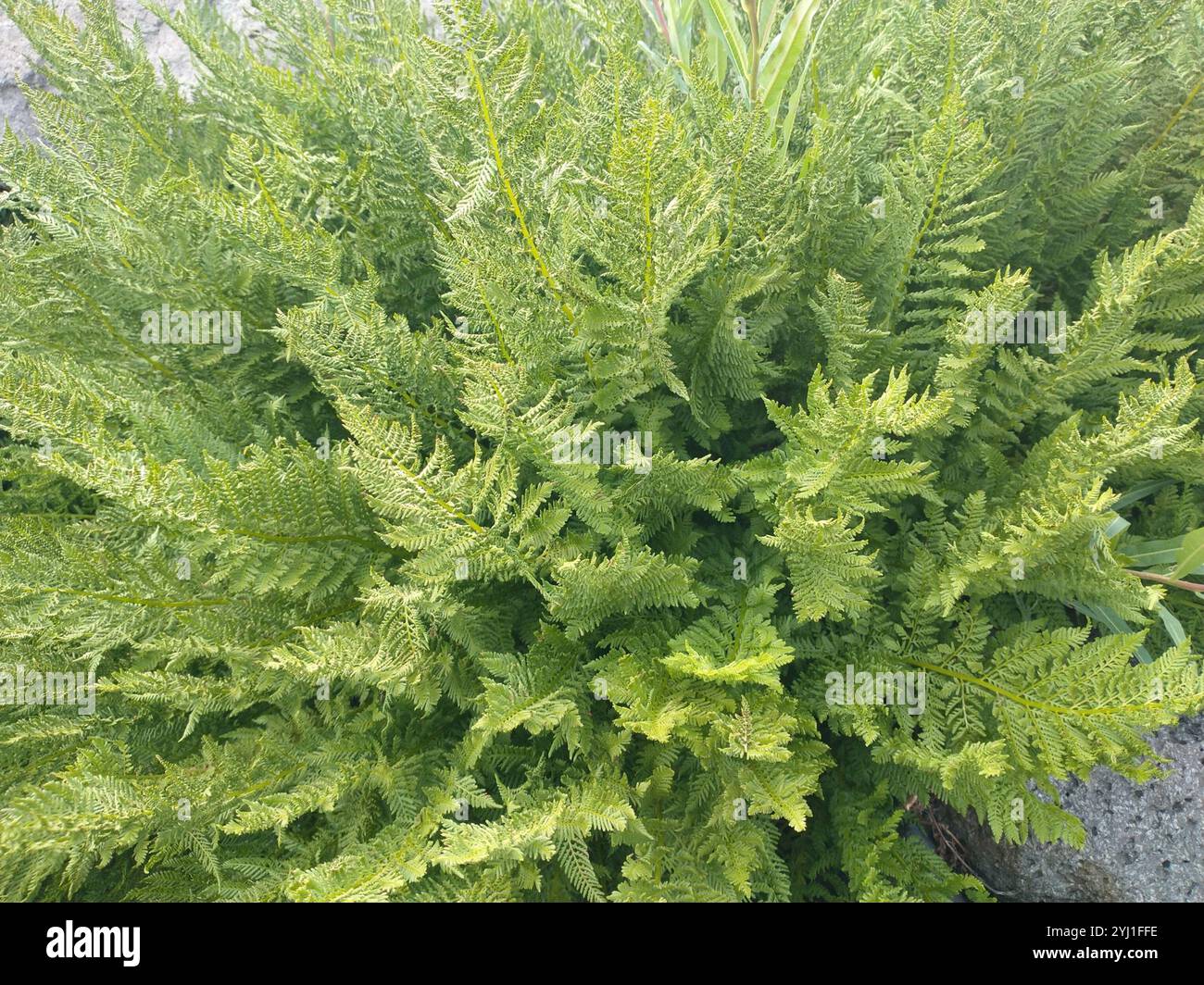 American Alpine Lady Fern (Athyrium americanum Stock Photo - Alamy