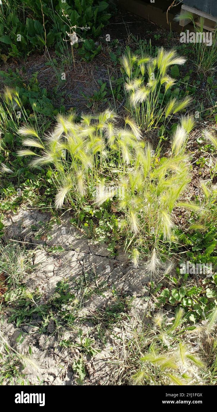 Foxtail Barley (Hordeum jubatum Stock Photo - Alamy