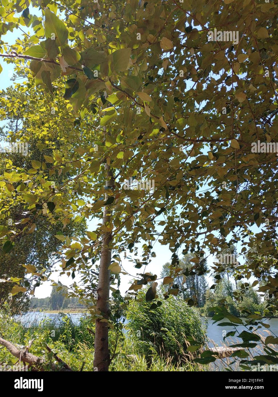 black cottonwood (Populus trichocarpa Stock Photo - Alamy