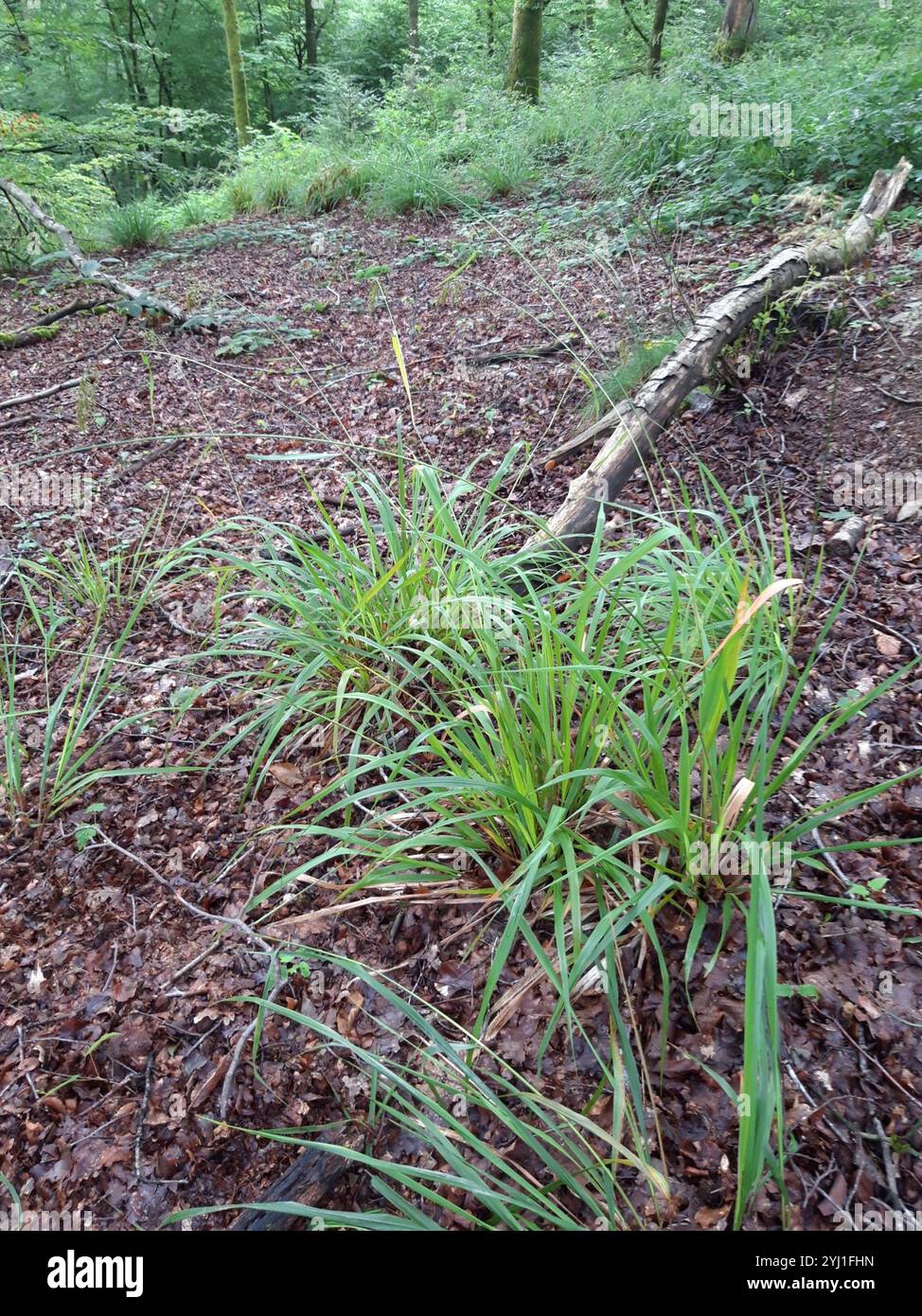 Wood Fescue (Festuca altissima Stock Photo - Alamy