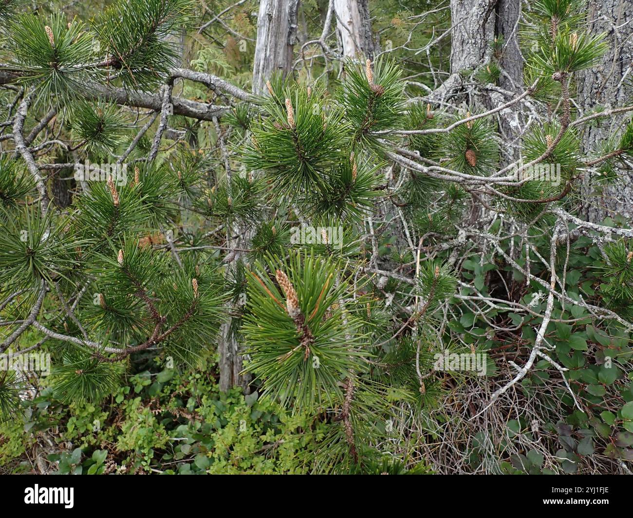 Shore Pine (Pinus contorta contorta Stock Photo - Alamy