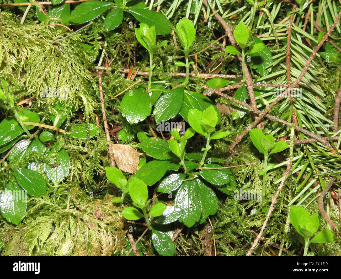 Twinflower (Linnaea borealis Stock Photo - Alamy