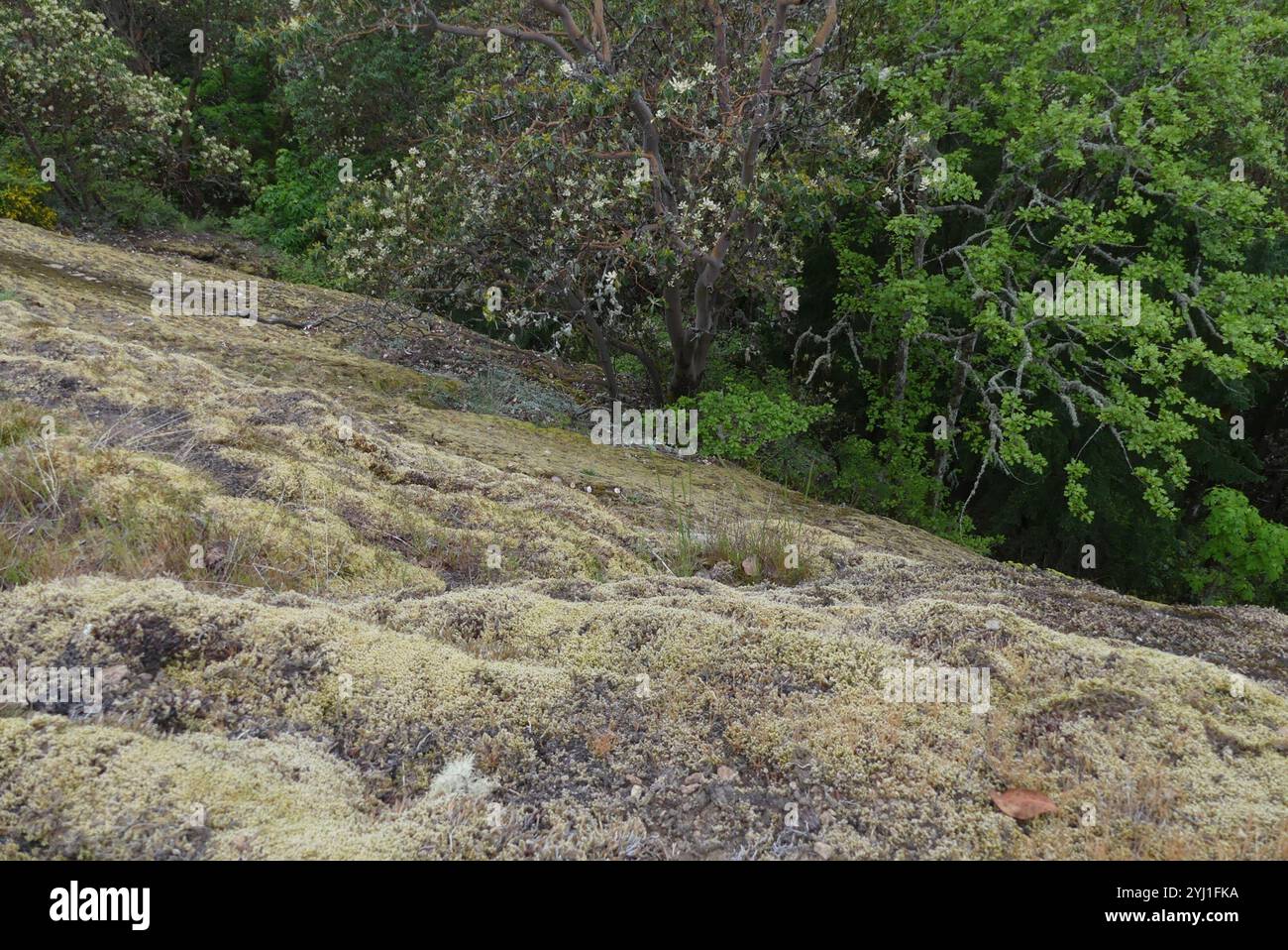rattail sixweeks grass (Festuca myuros Stock Photo - Alamy