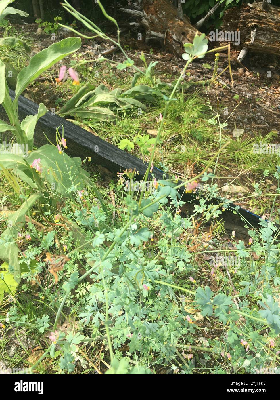 Capnoides sempervirens hi-res stock photography and images - Alamy