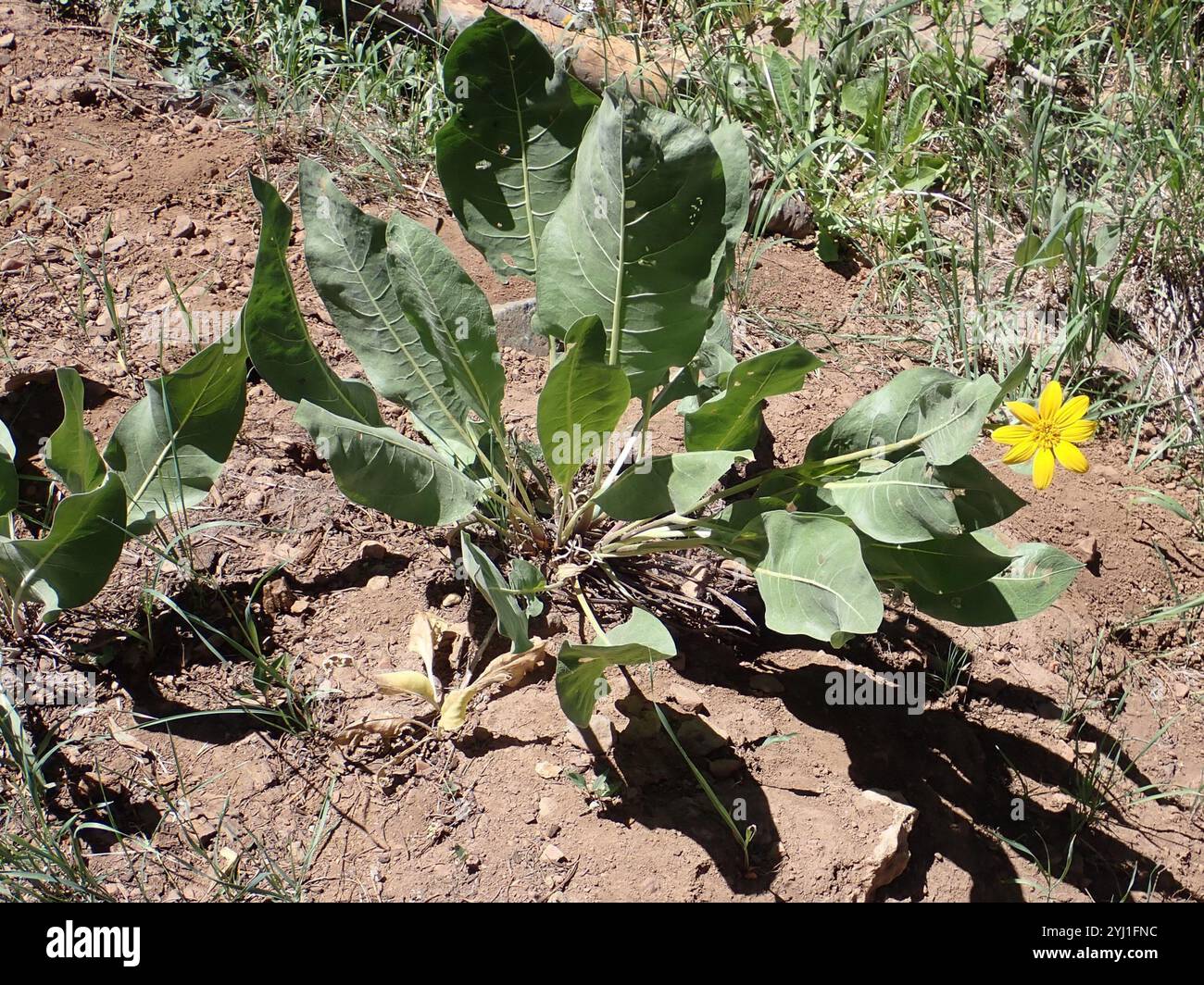 woolly mule's ears (Wyethia mollis Stock Photo - Alamy