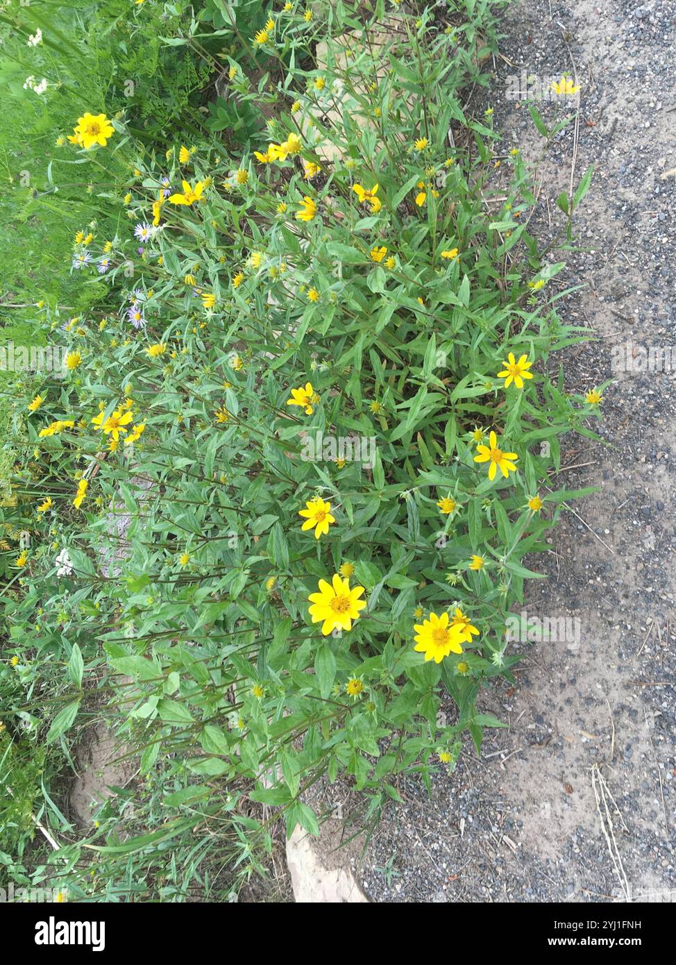 Showy goldeneye hi-res stock photography and images - Alamy