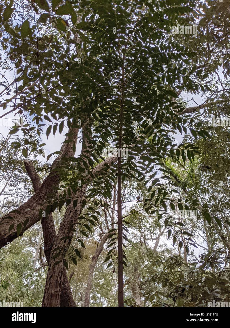 Fern Top (Jagera pseudorhus Stock Photo - Alamy