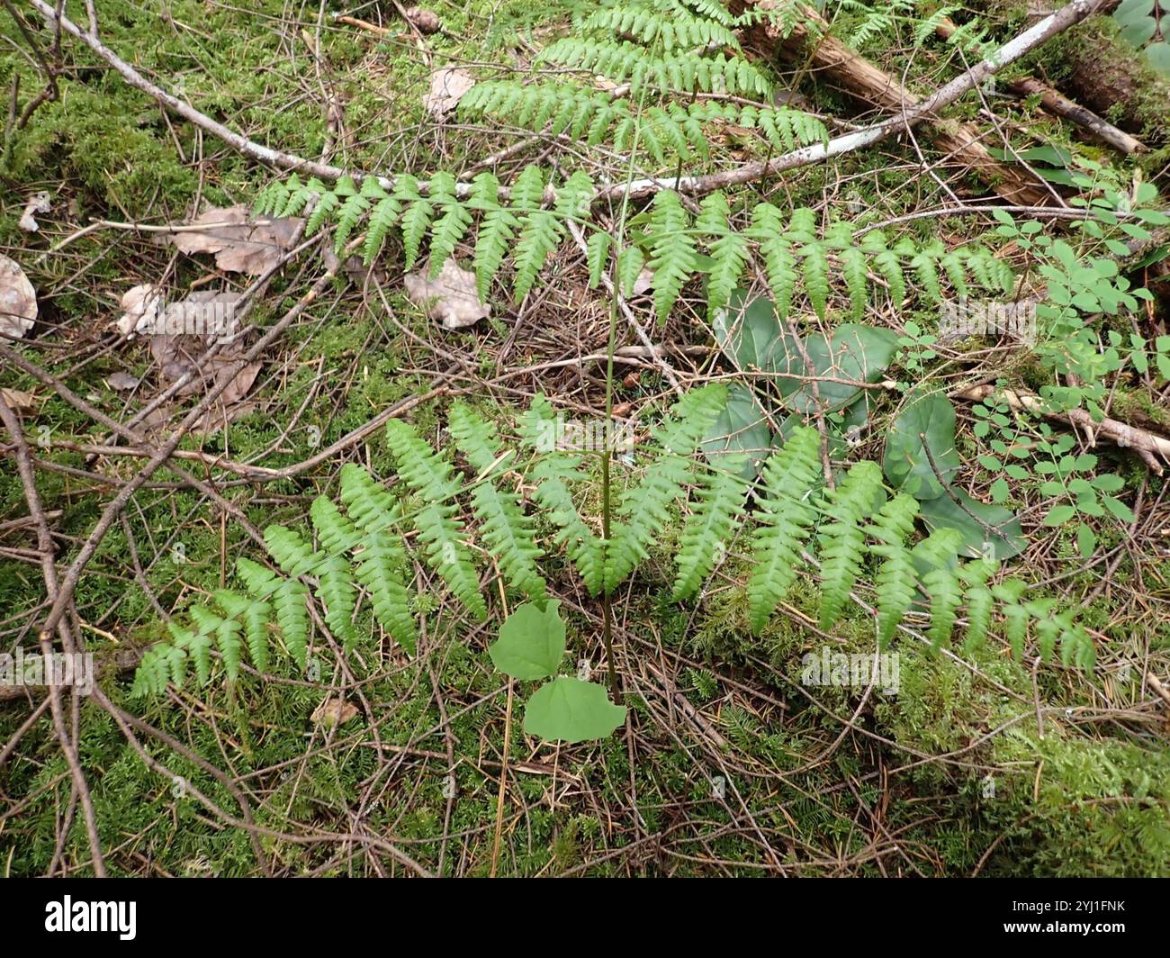 common bracken (Pteridium aquilinum Stock Photo - Alamy