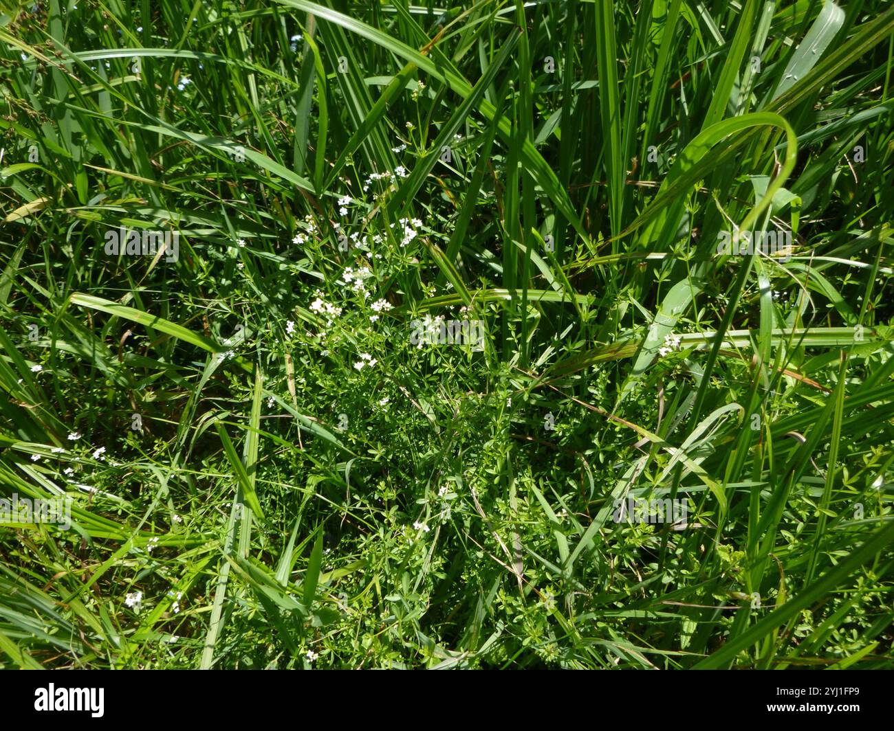 Common Marsh-bedstraw (Galium palustre Stock Photo - Alamy
